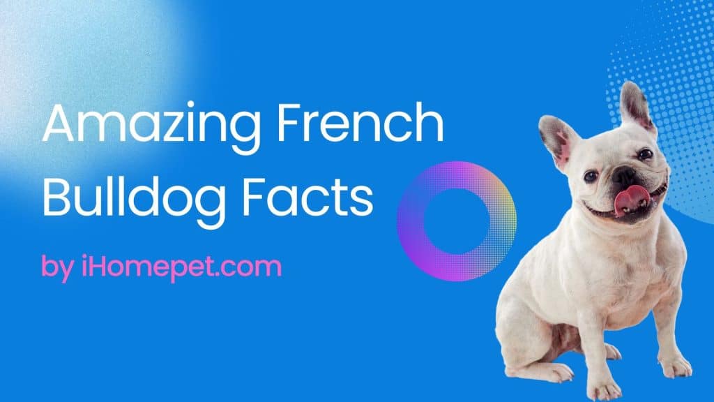 8 Amazing French Bulldog Facts That Everyone Should Know - iHomePet