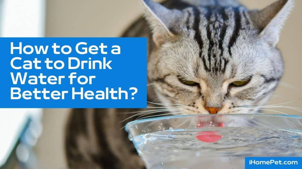 How to Get a Cat to Drink Water for Better Health & Well Being