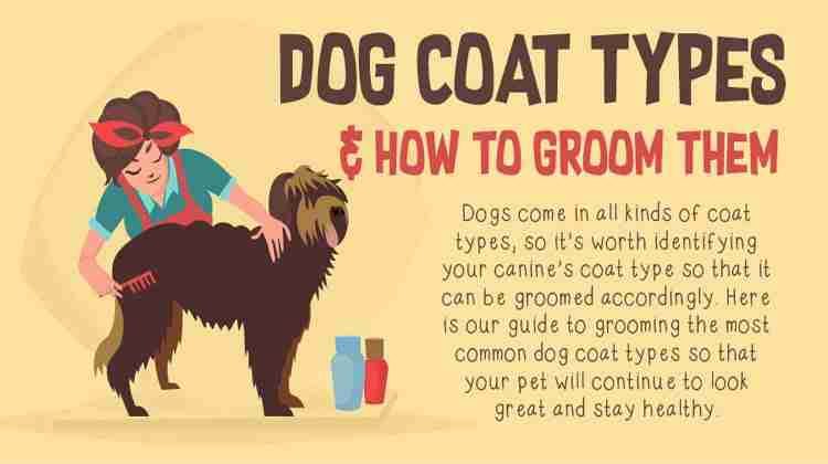 [Infographic] Dog Coat Types & How to Groom Them - iHomePet