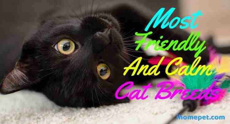 Top 10 Most Friendly Calm Cat Breeds - iHomePet