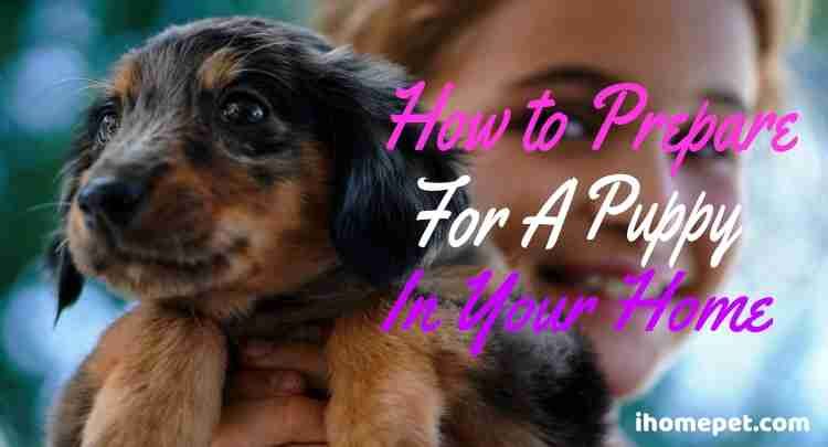How to Prepare for a Puppy in Your Home - iHomePet