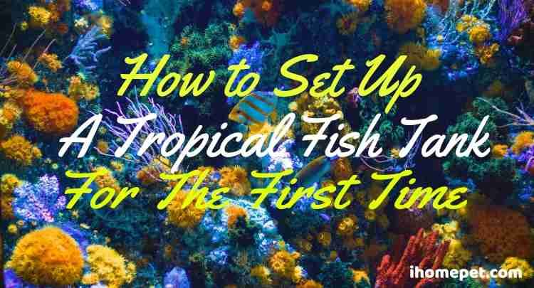Setting Up a Tropical Fish Tank for the First Time - iHomePet