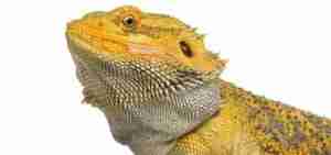 Best Dorm Pets For College Students (Top Picks) - iHomePet