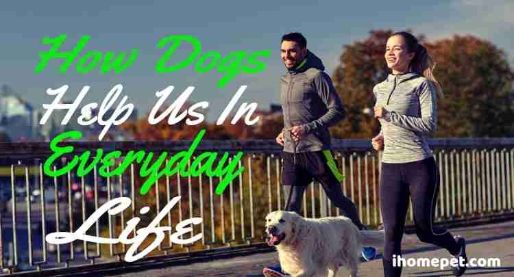 How Dogs Help Us in Everyday Life (10 Different Ways) - iHomePet