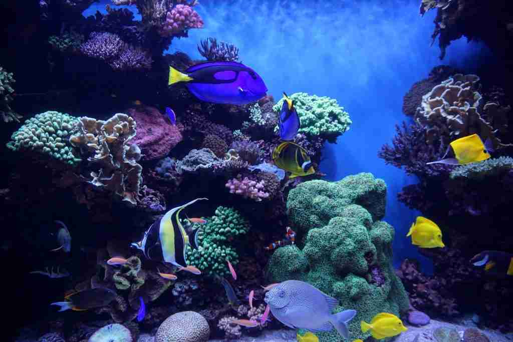 Achieving a Self Sustaining Aquarium Ecosystem: 7 Tips and Tricks