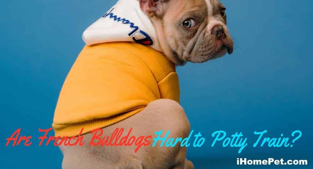 Are French Bulldogs Hard to Potty Train? Frenchies Potty Training Guide